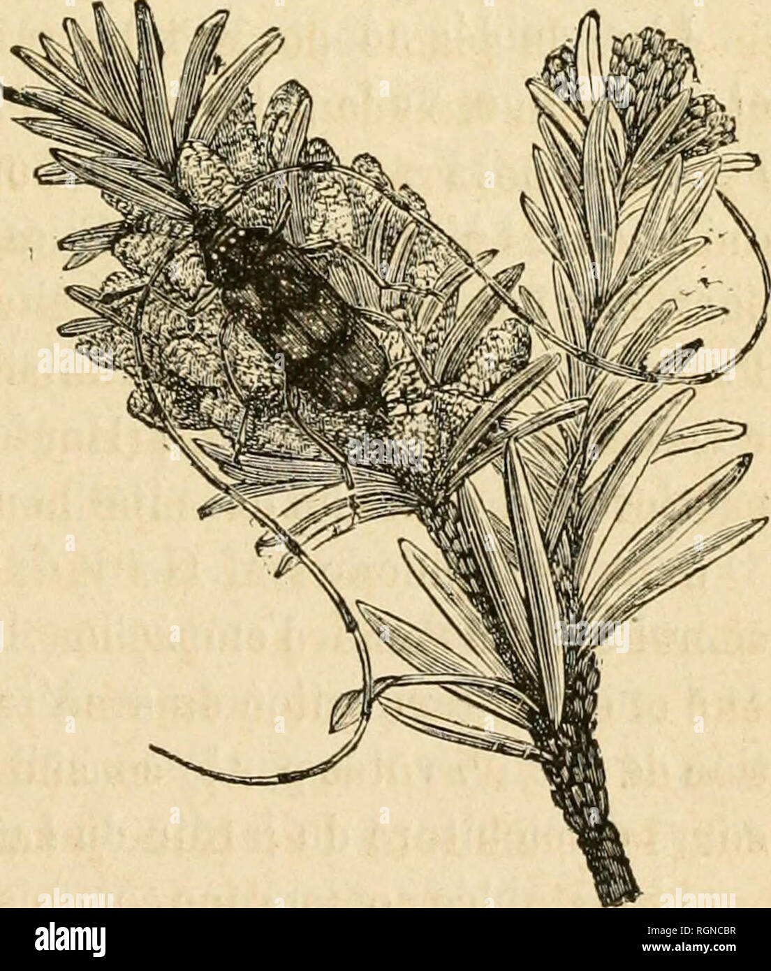 Plante pour insectes hi-res stock photography and images - Alamy