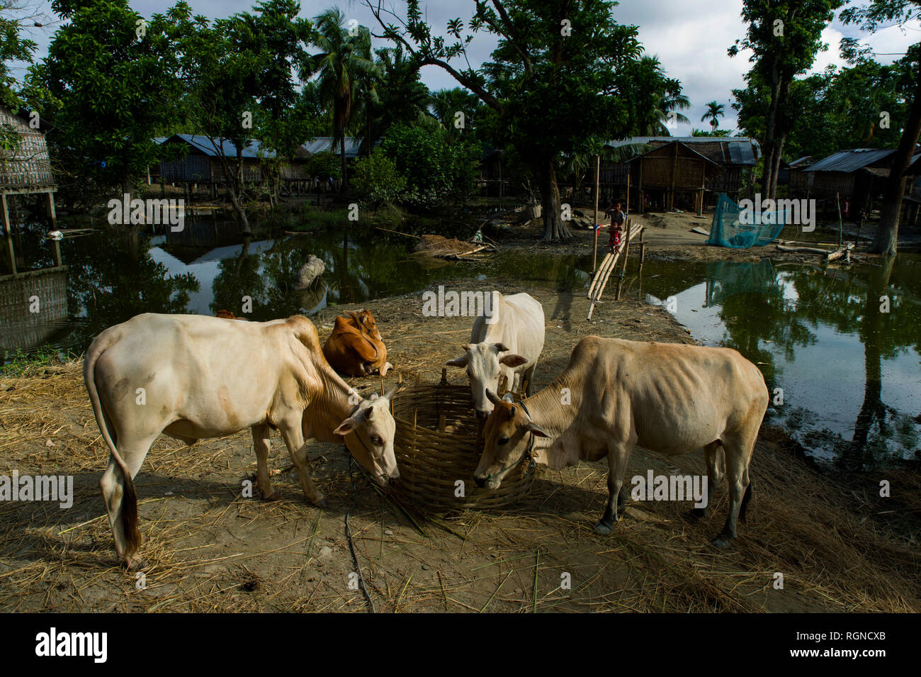 Majuli hi-res stock photography and images - Alamy