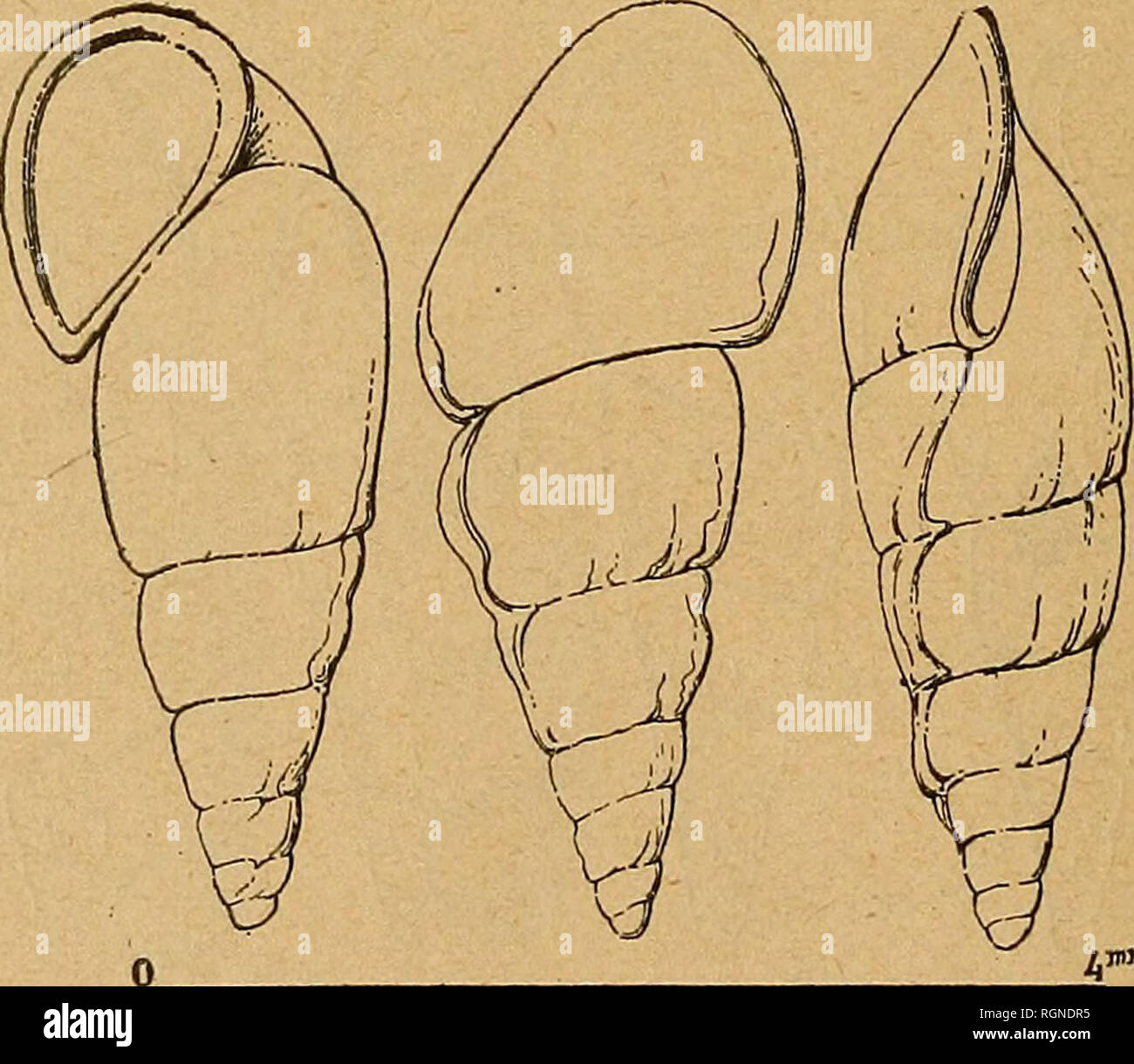 Turricula hi-res stock photography and images - Alamy