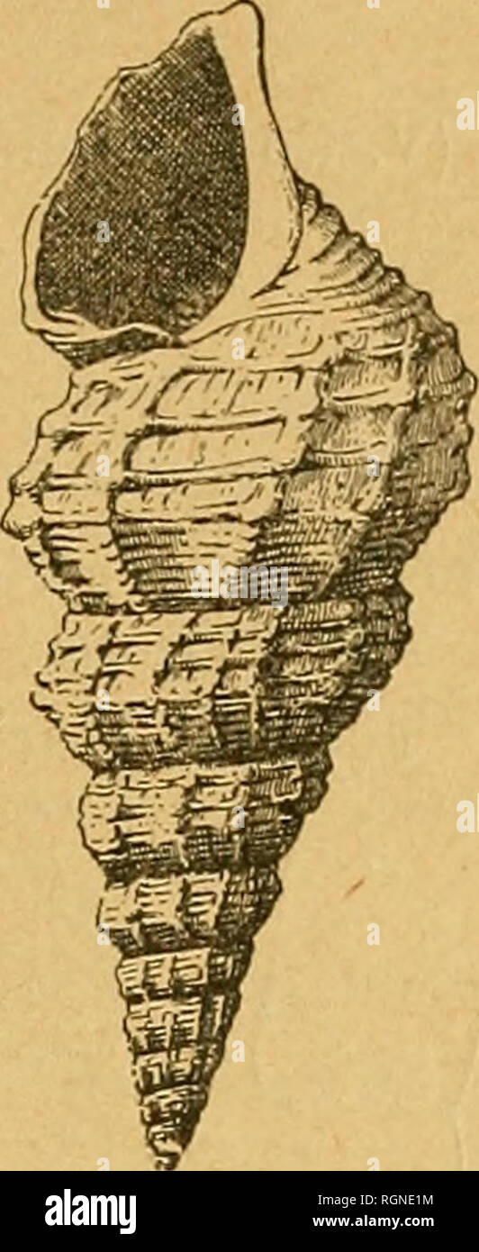 Turricula hi-res stock photography and images - Alamy