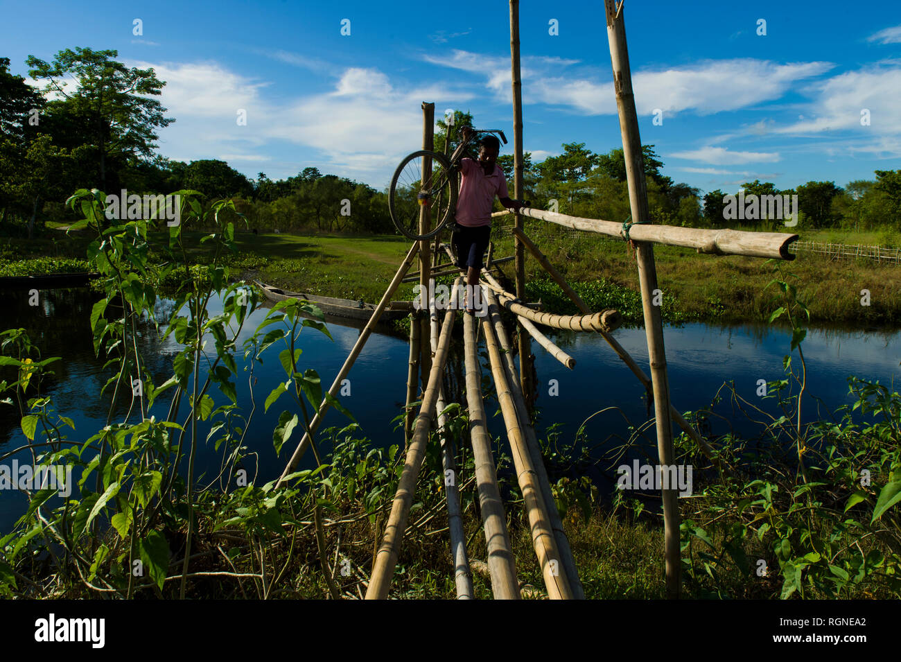 Bamboo life cycle hi-res stock photography and images - Alamy