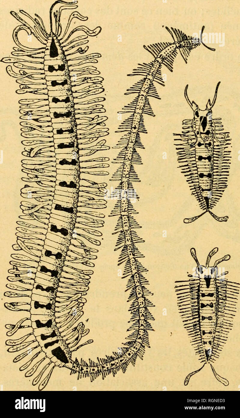 Bourgeonner hi-res stock photography and images - Alamy