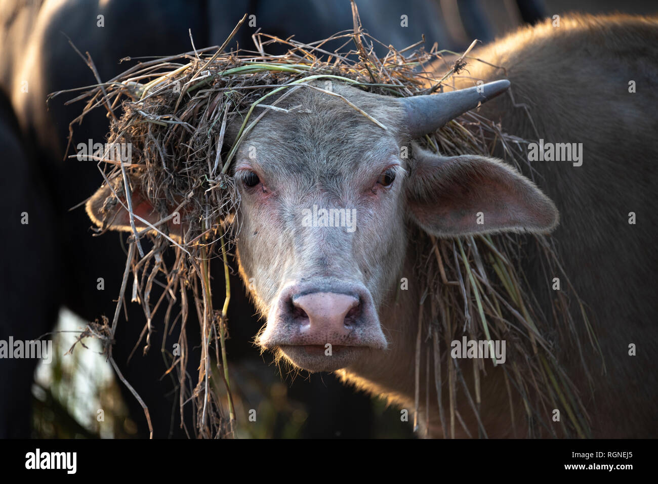 water buffalo, farm animals Stock Photo - Alamy