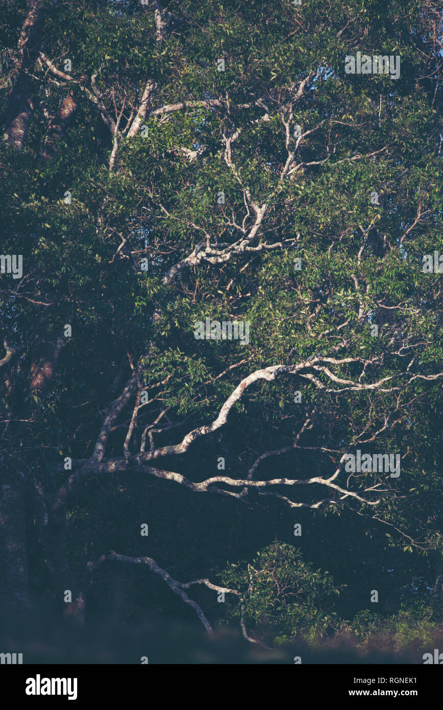 Samanea saman tree isolated hi-res stock photography and images - Alamy