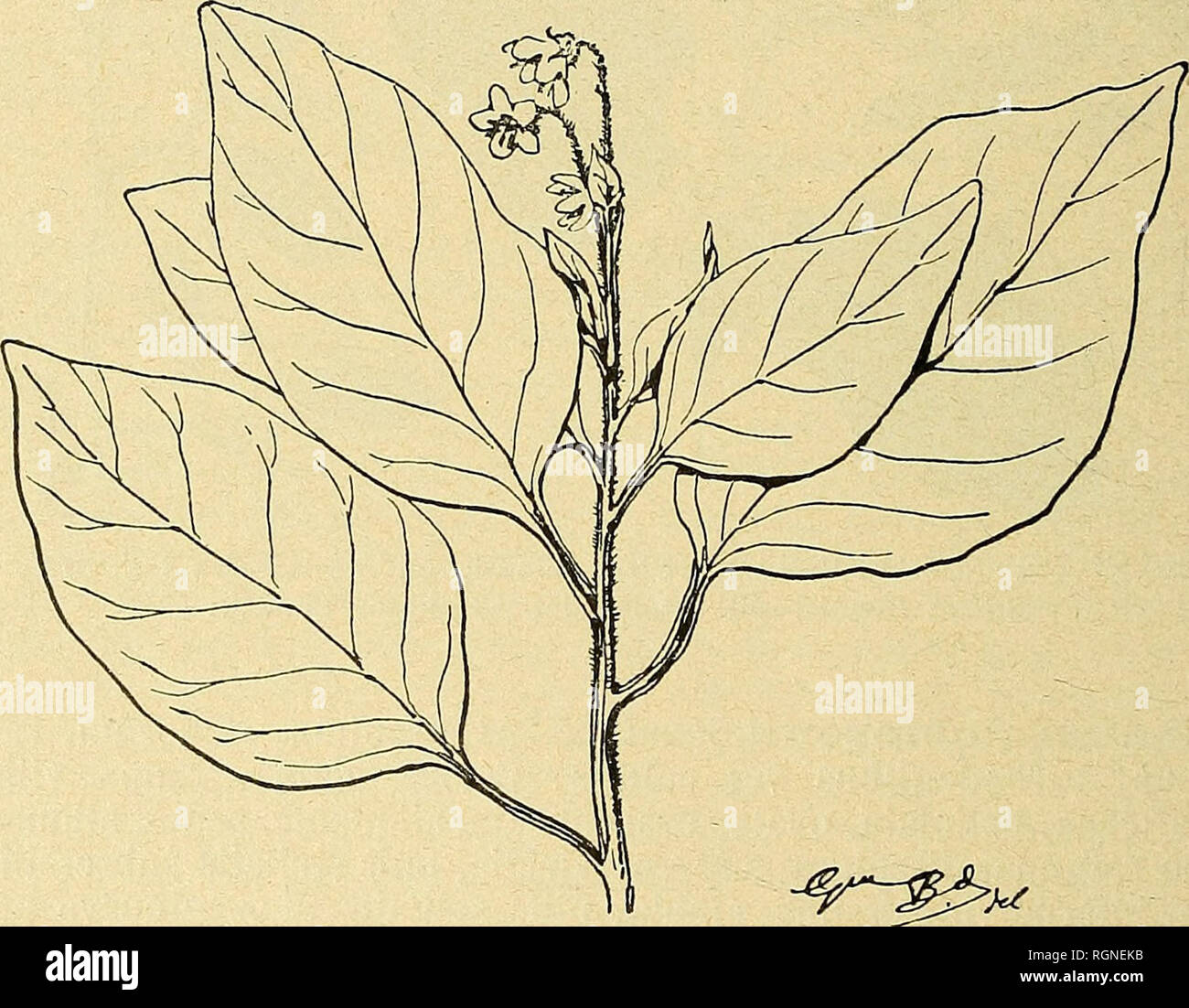 Planta m 16 hi-res stock photography and images - Alamy