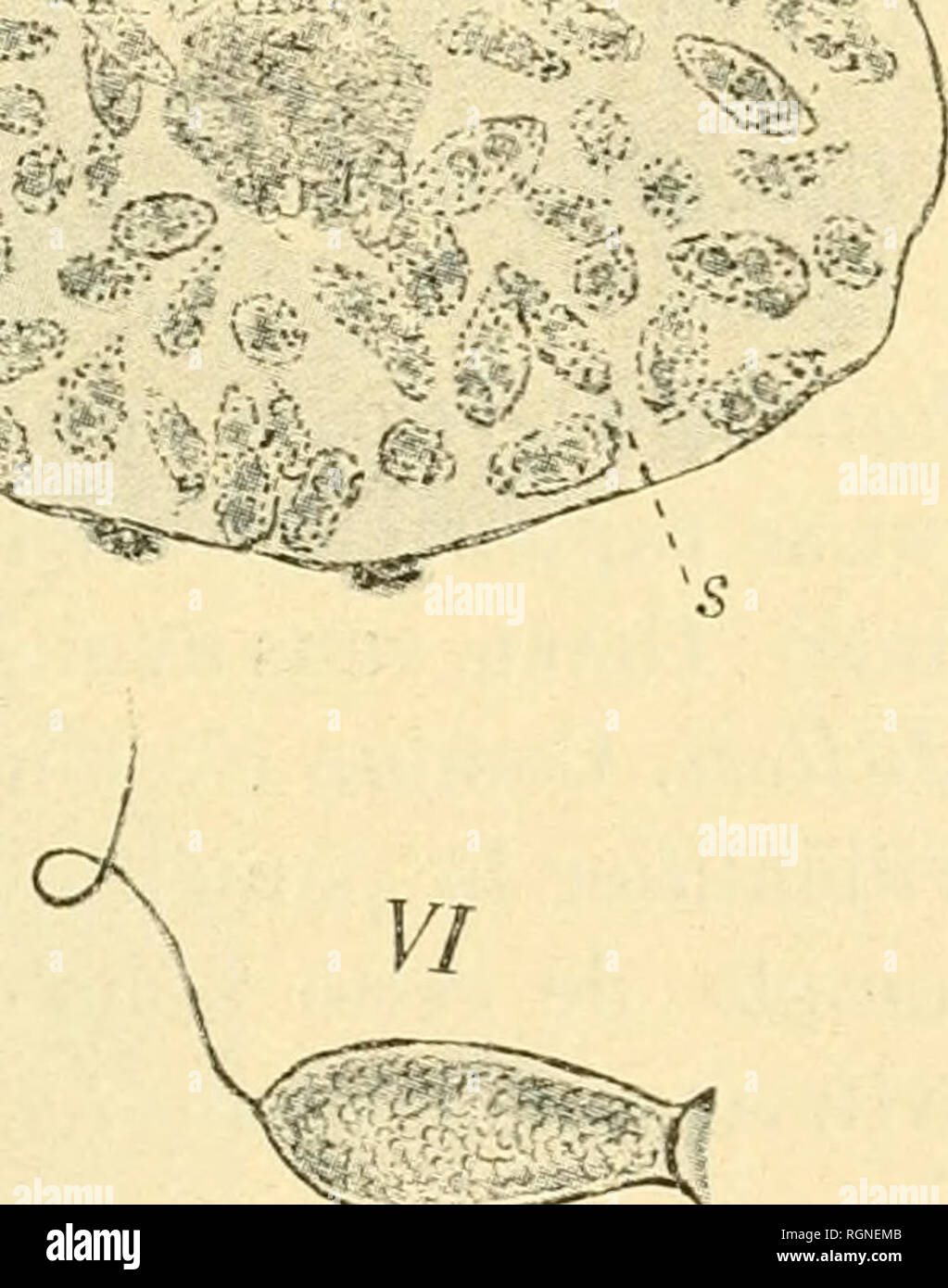 Vermiforme hi-res stock photography and images - Alamy
