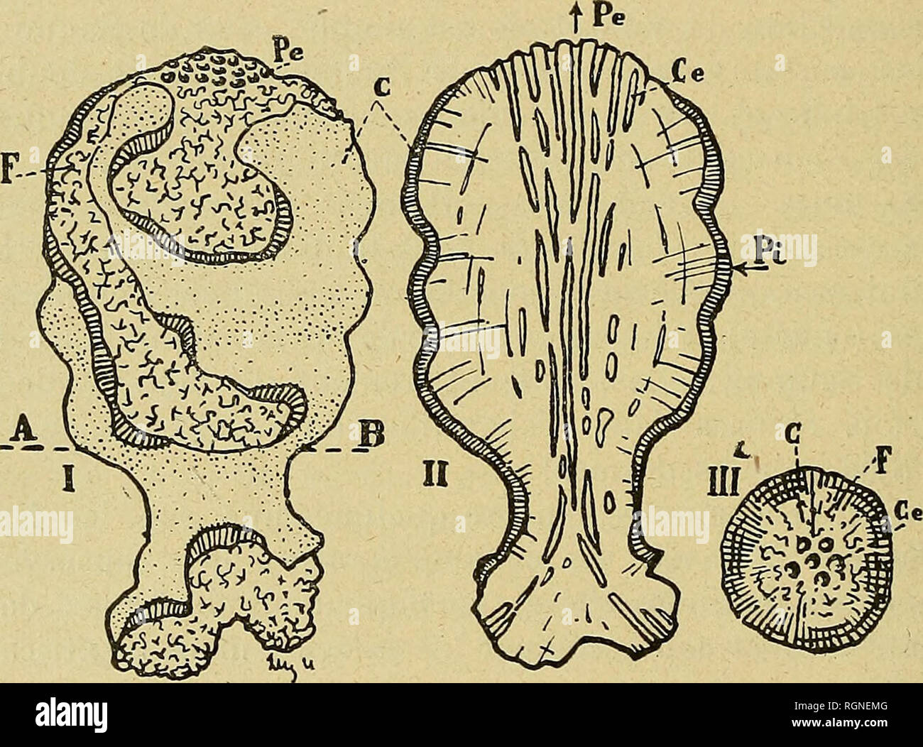 Rhizoclonal hi-res stock photography and images - Alamy