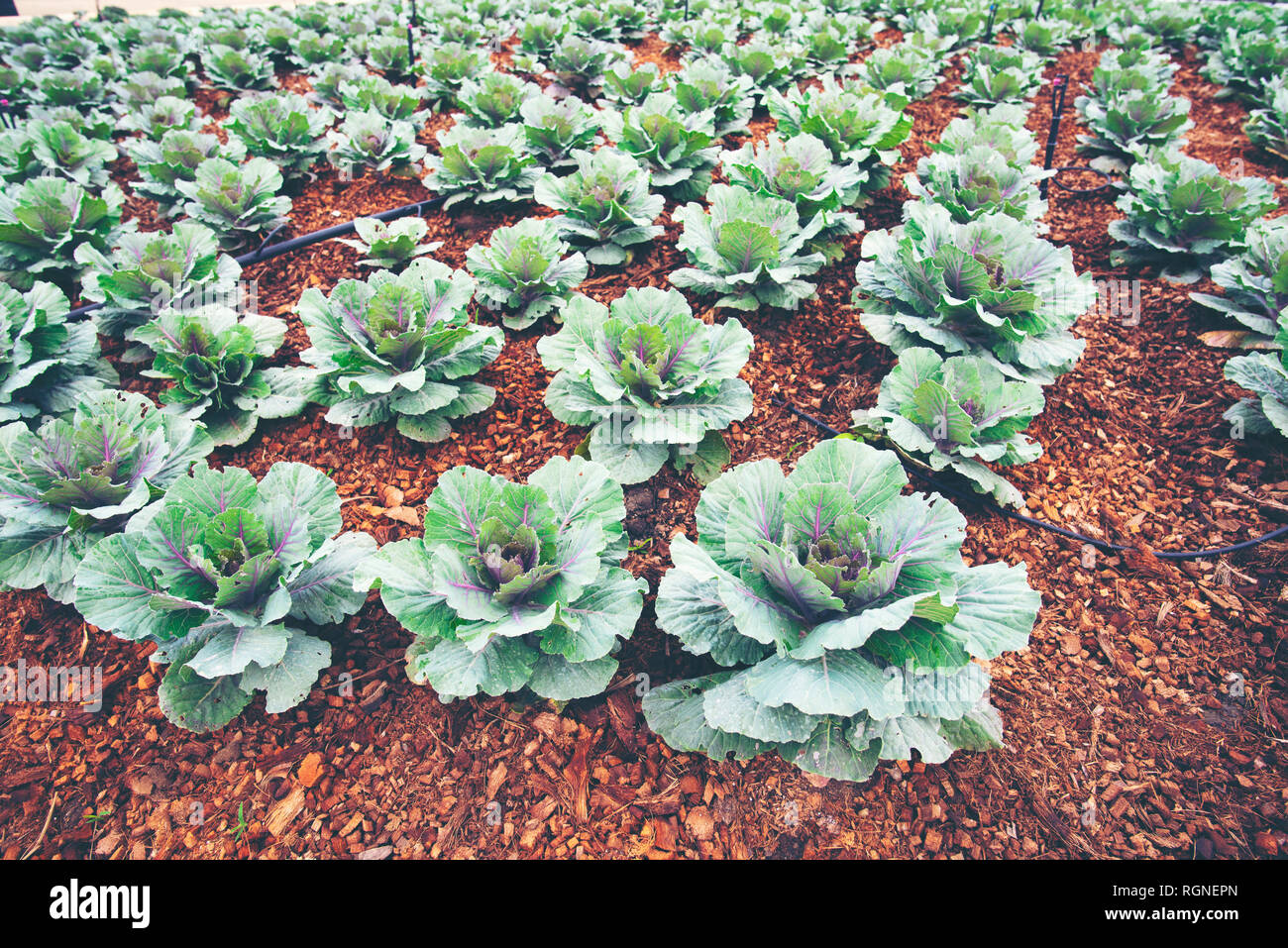 Good quality vegetables from modern farm cultivation Stock Photo - Alamy