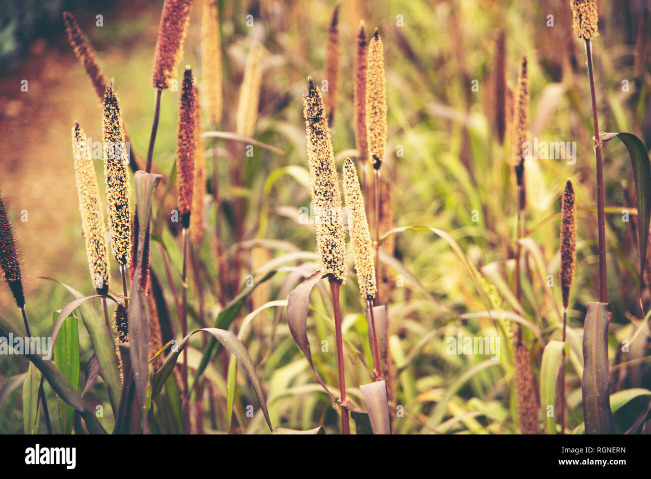 Spring By Millet High Resolution Stock Photography and Images - Alamy