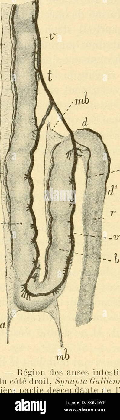 Une anima hi-res stock photography and images - Alamy