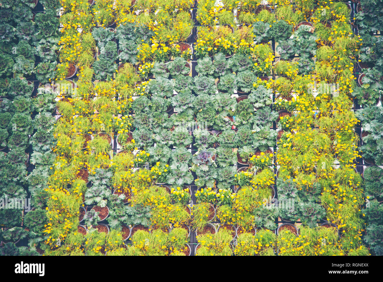 Good quality vegetables from modern farm cultivation Stock Photo - Alamy
