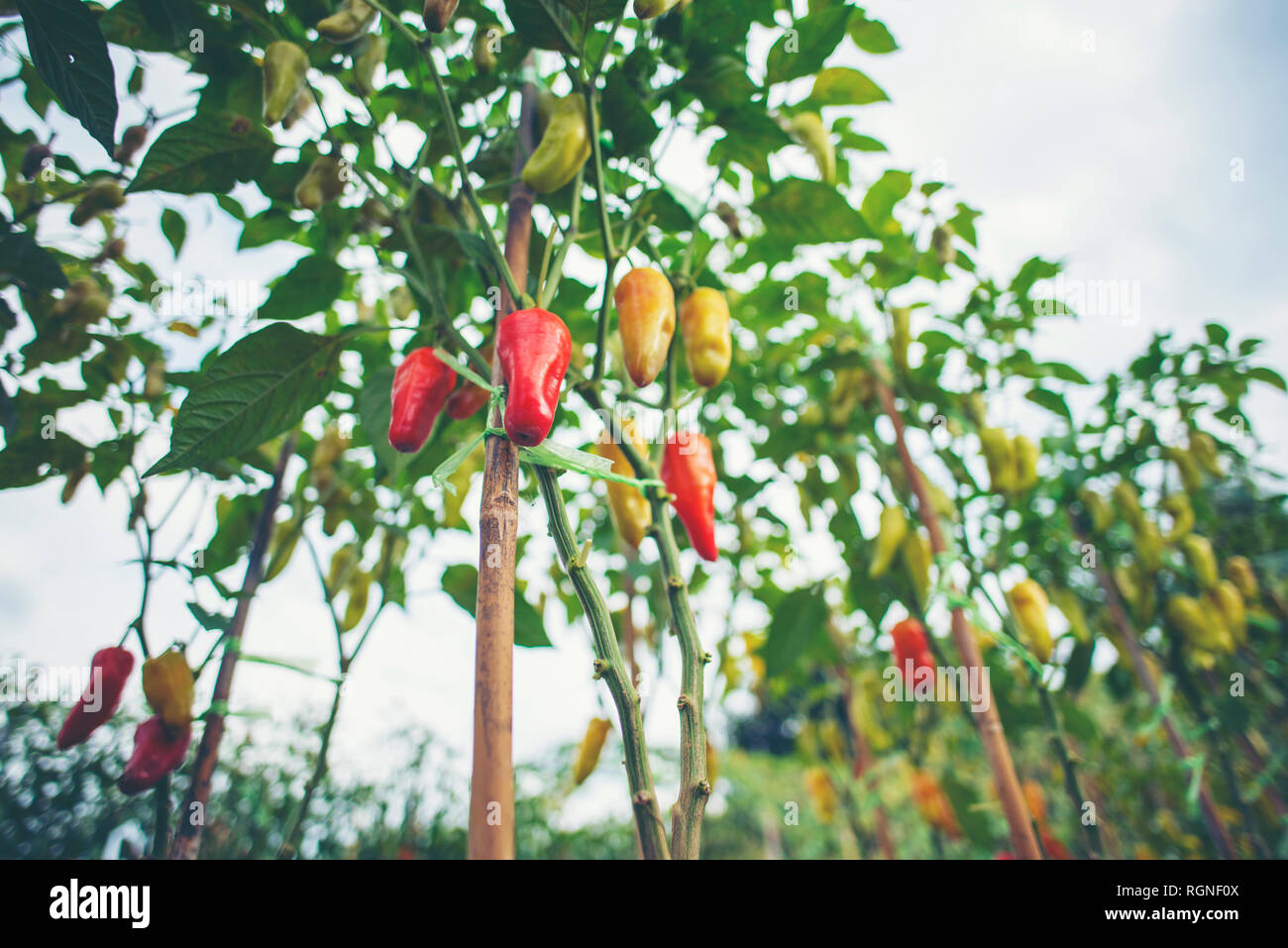 Chemical irritants hi-res stock photography and images - Alamy