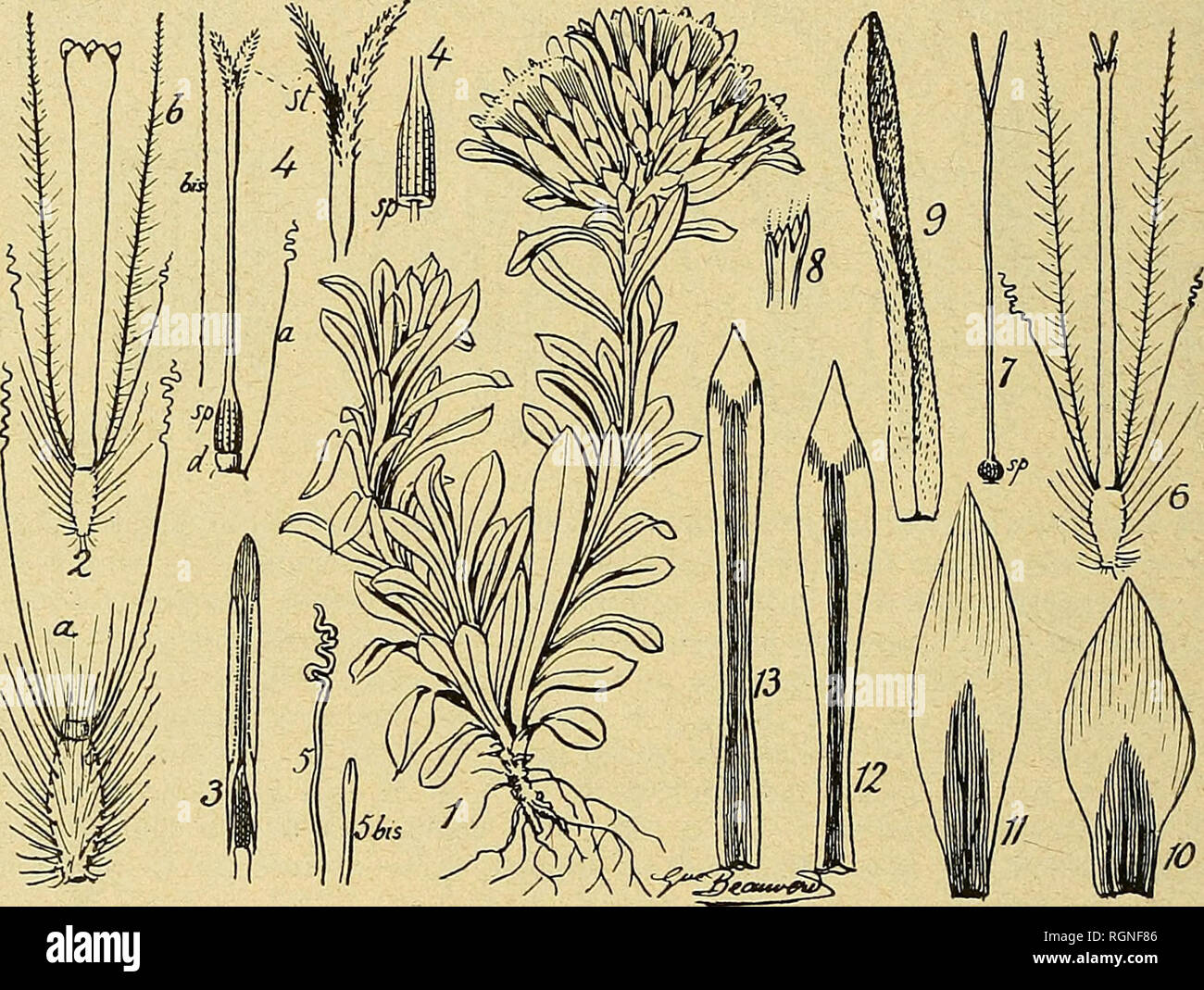 Obconicum hi-res stock photography and images - Alamy
