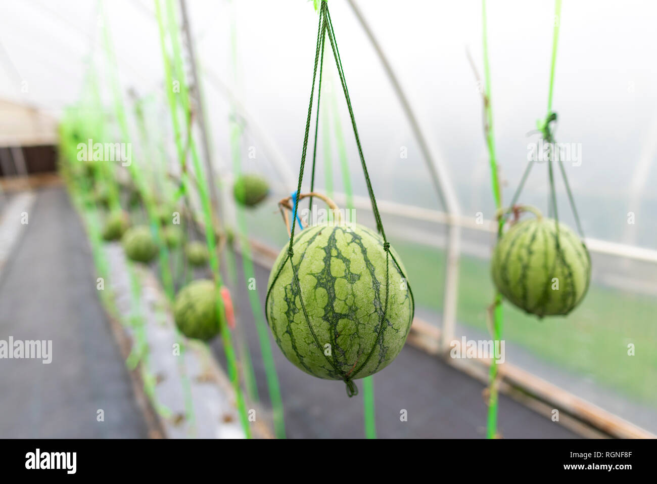Agricultural industry of watermelon cultivation in greenhouses Stock ...