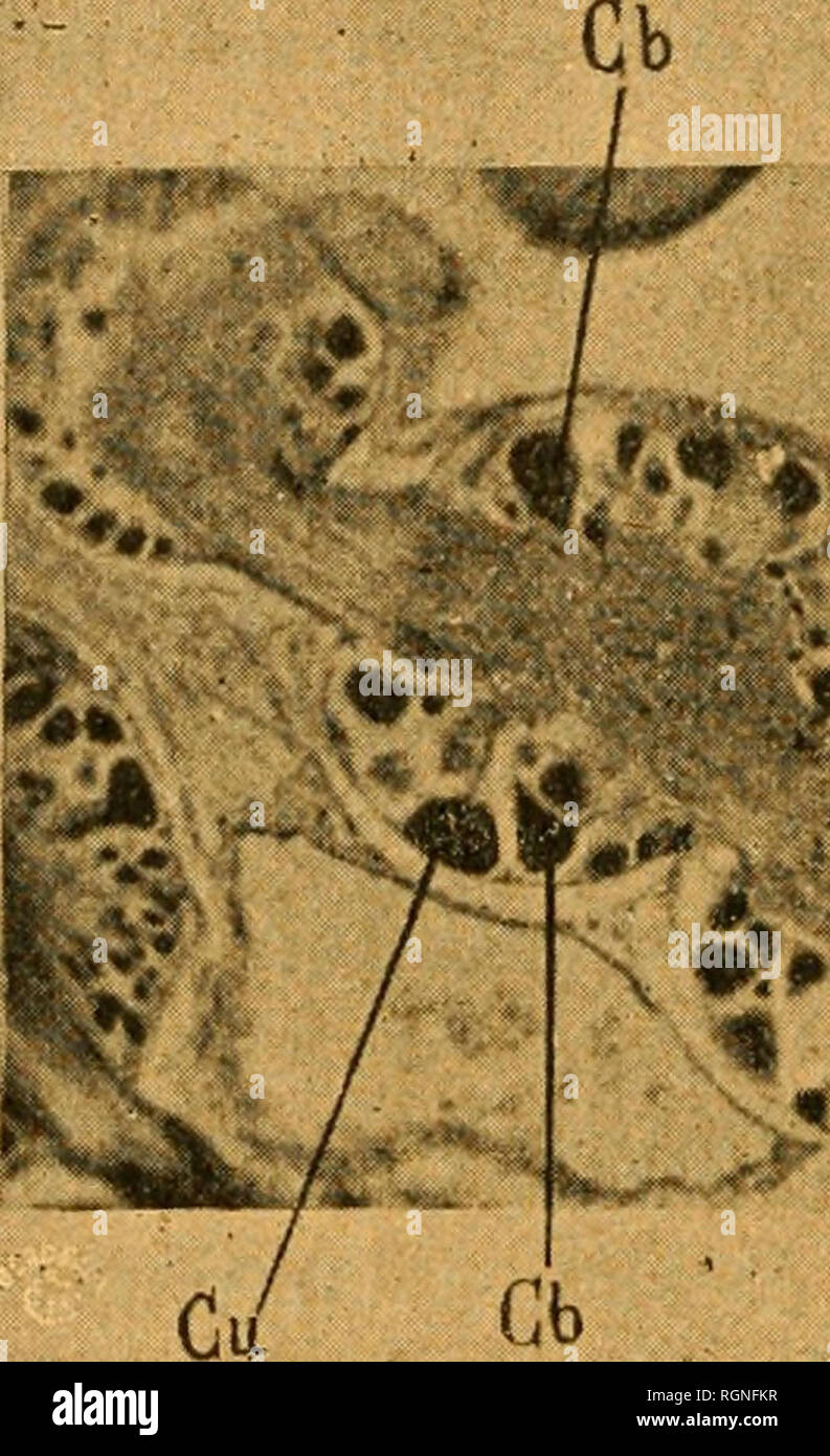 . Bulletin de la Station Biologique d'Arcachon. Zoology. 54 SOCIETE ...