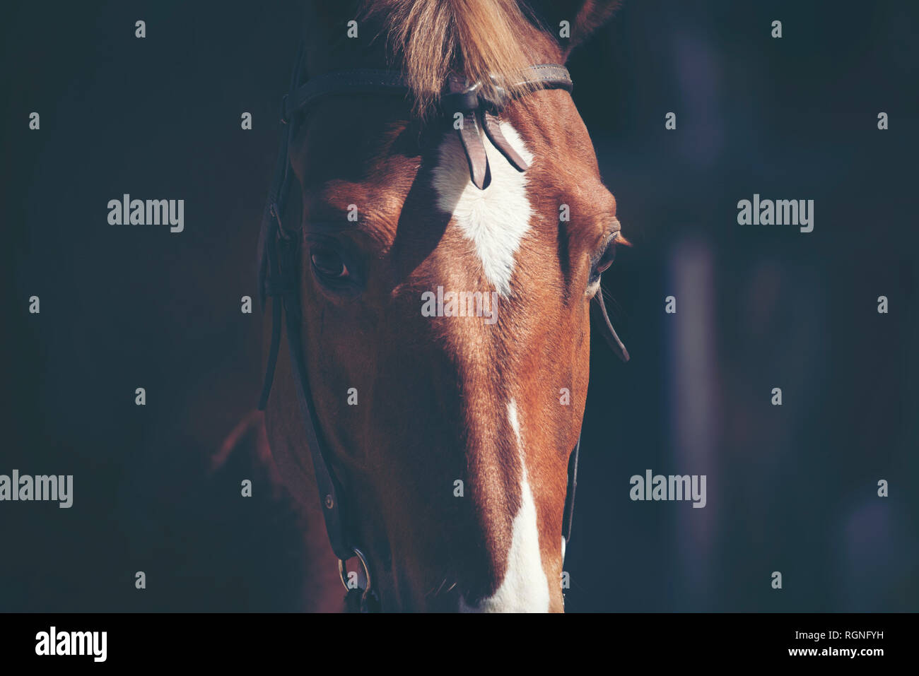 Brown horse Portraits Stock Photo - Alamy
