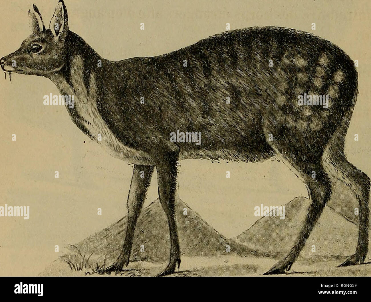 M moschiferus hi-res stock photography and images - Alamy