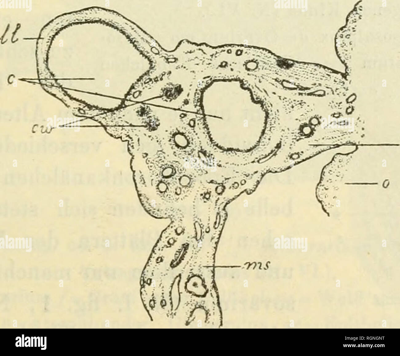 Querschnitt n o hi-res stock photography and images - Alamy