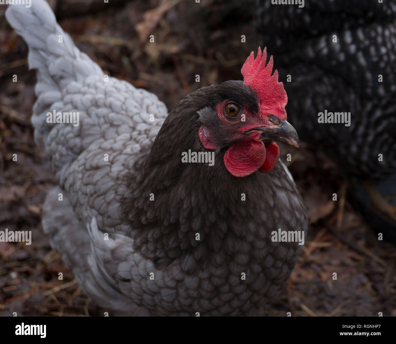 Sapphire Gem Chickens Stock Photo - Alamy