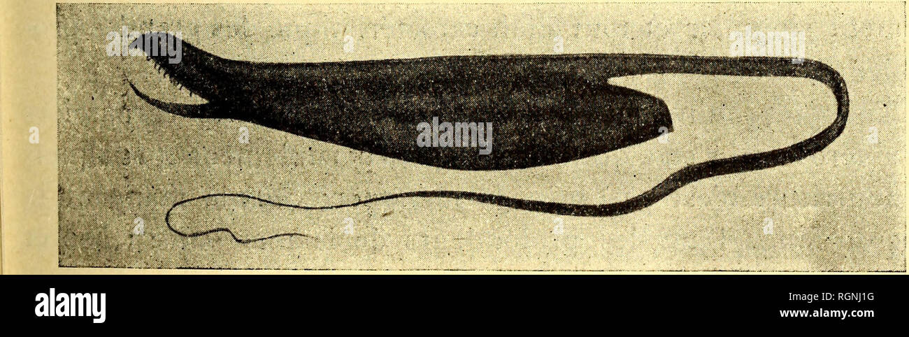 Melanocetus hi-res stock photography and images - Alamy