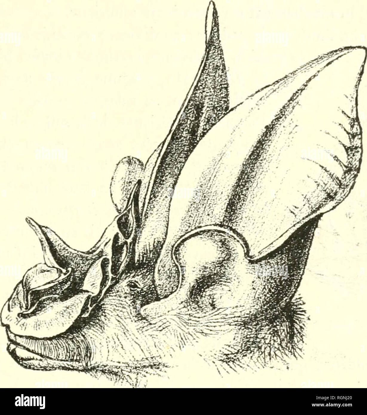 Feuille cordiforme hi-res stock photography and images - Alamy