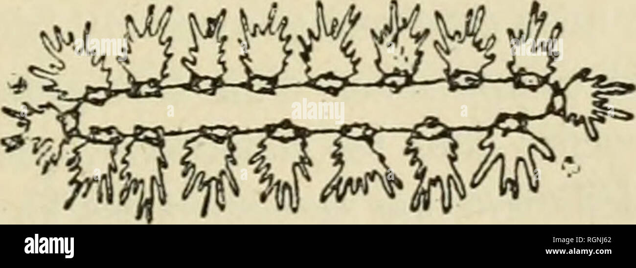 Ocui hi-res stock photography and images - Alamy