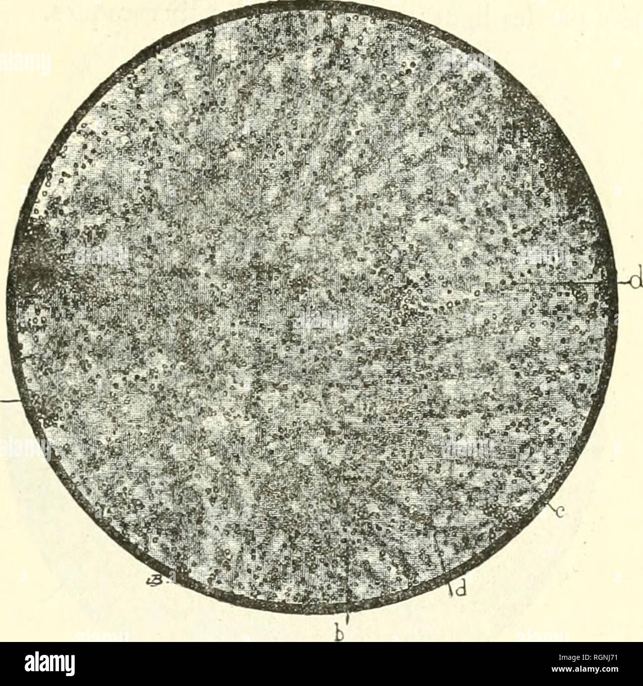 Cocci classification hi-res stock photography and images - Alamy