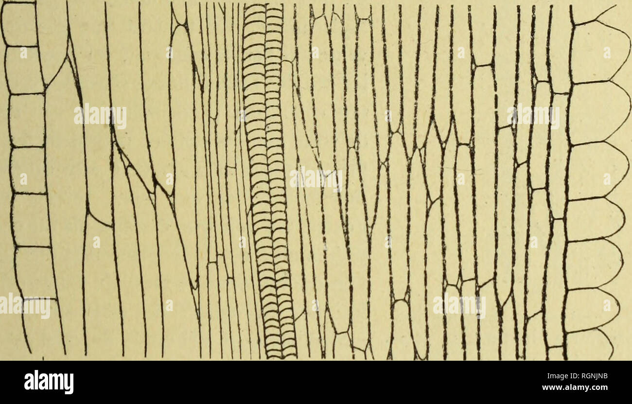 . Bulletin du MuseÌum d'histoire naturelle. Natural history. de ...