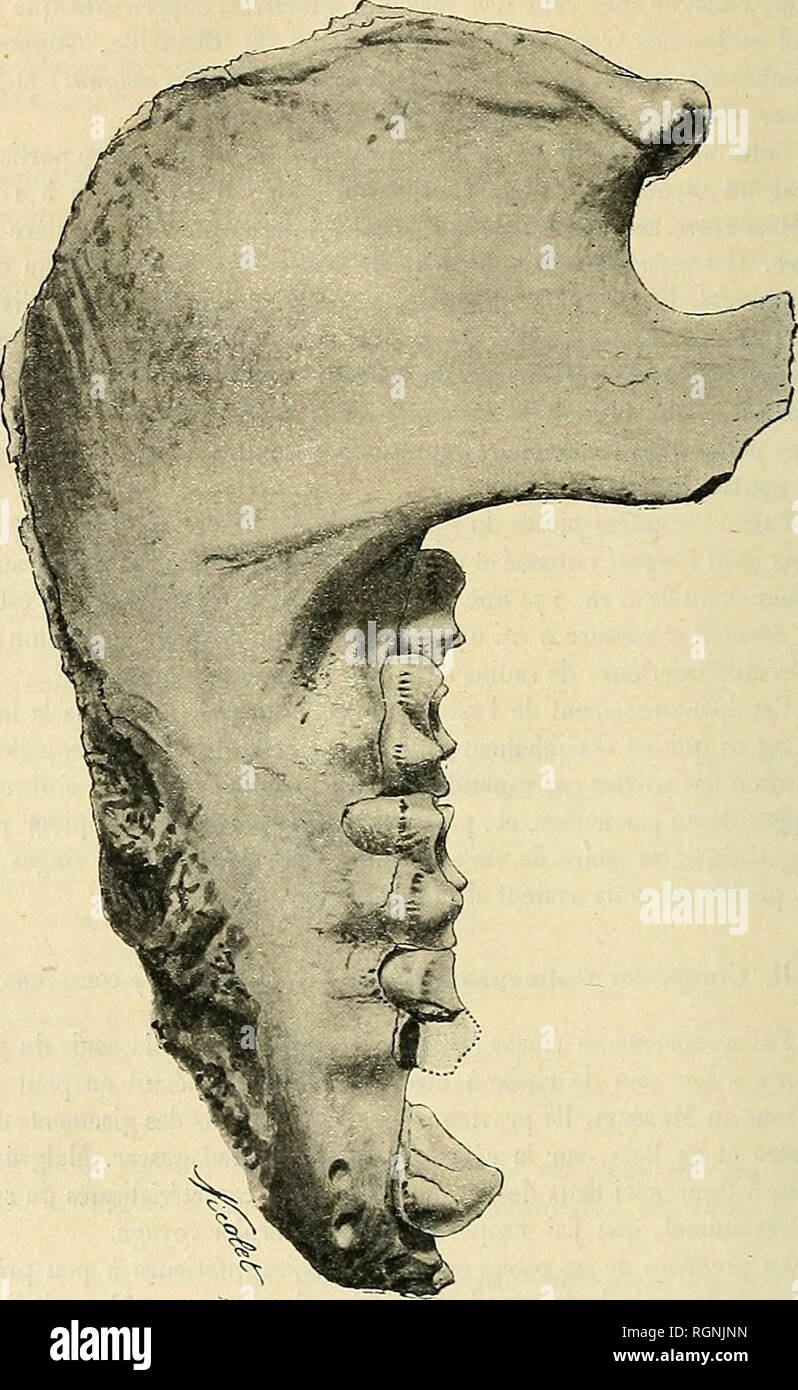 Archaeolemur hi-res stock photography and images - Alamy