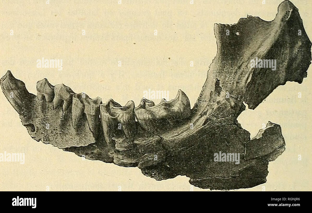 Megaladapis madagascariensis hi-res stock photography and images - Alamy