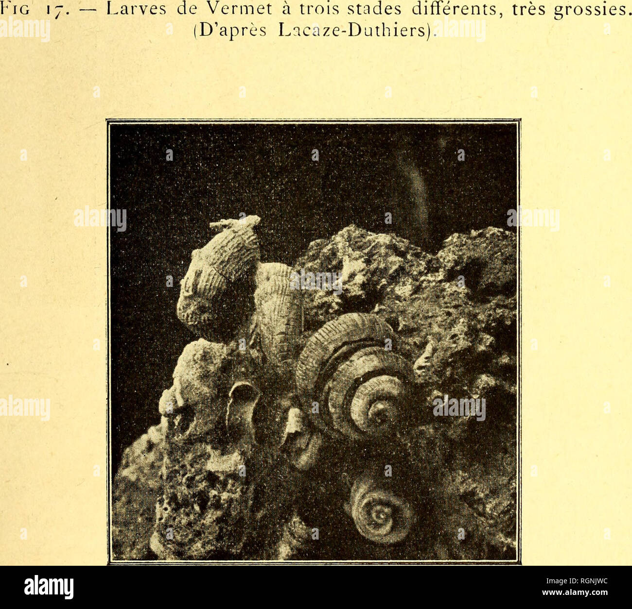 Vermet hi-res stock photography and images - Alamy