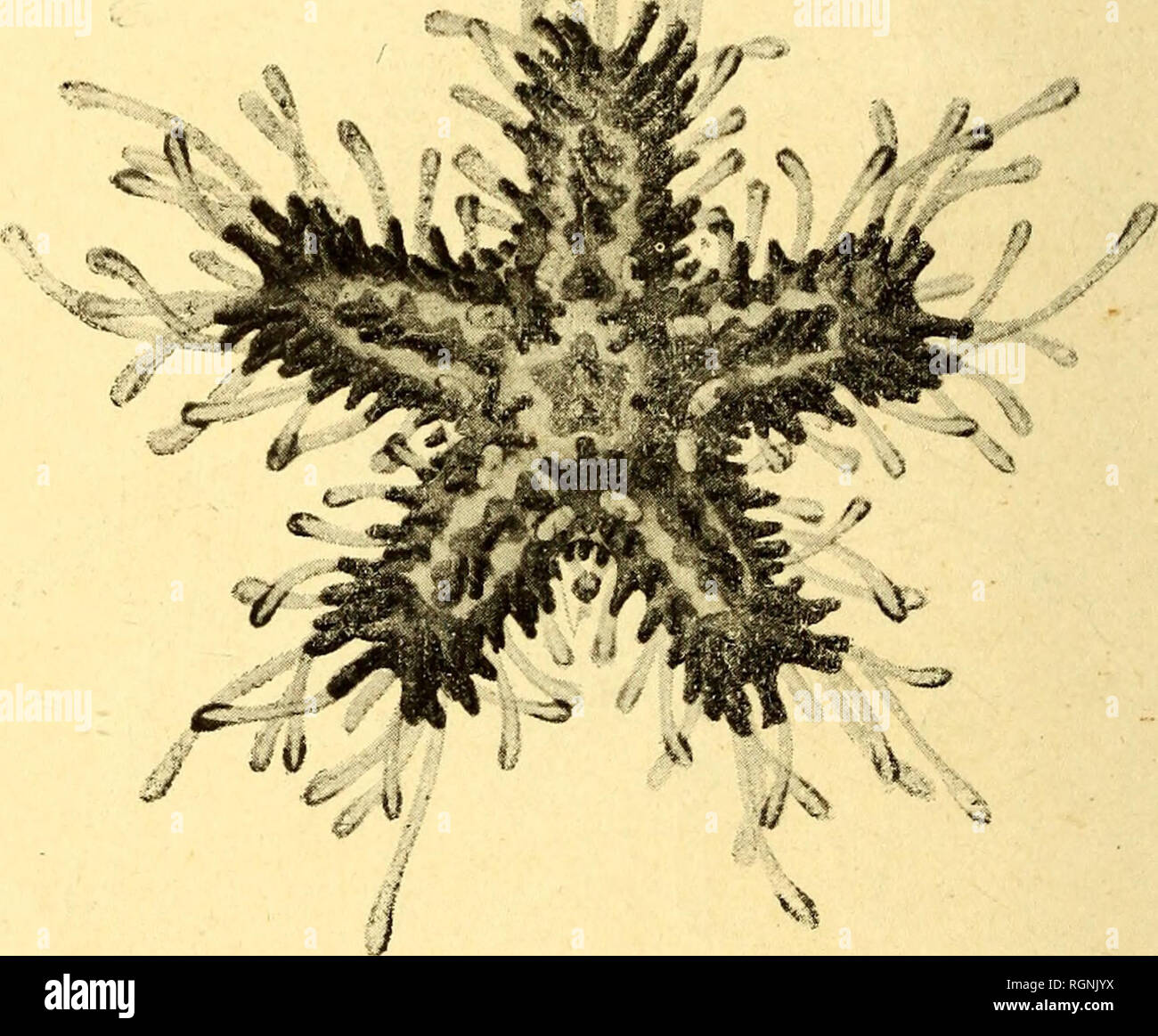 Au temps de la couronne hi-res stock photography and images - Alamy Au temps de la couronne hi-res stock photography and images - Alamy