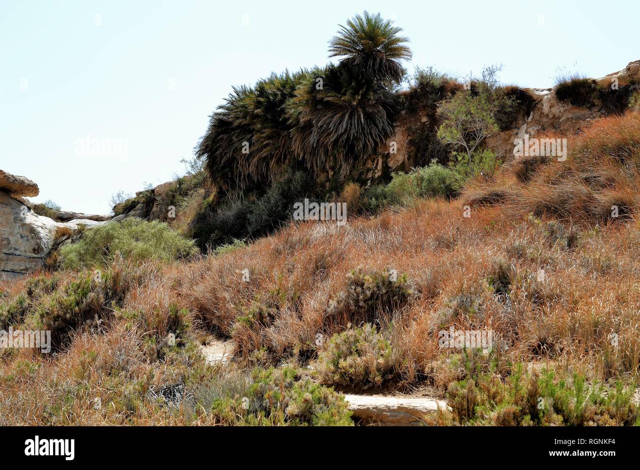 Israel Negev Ein In Nahal High Resolution Stock Photography and Images ...