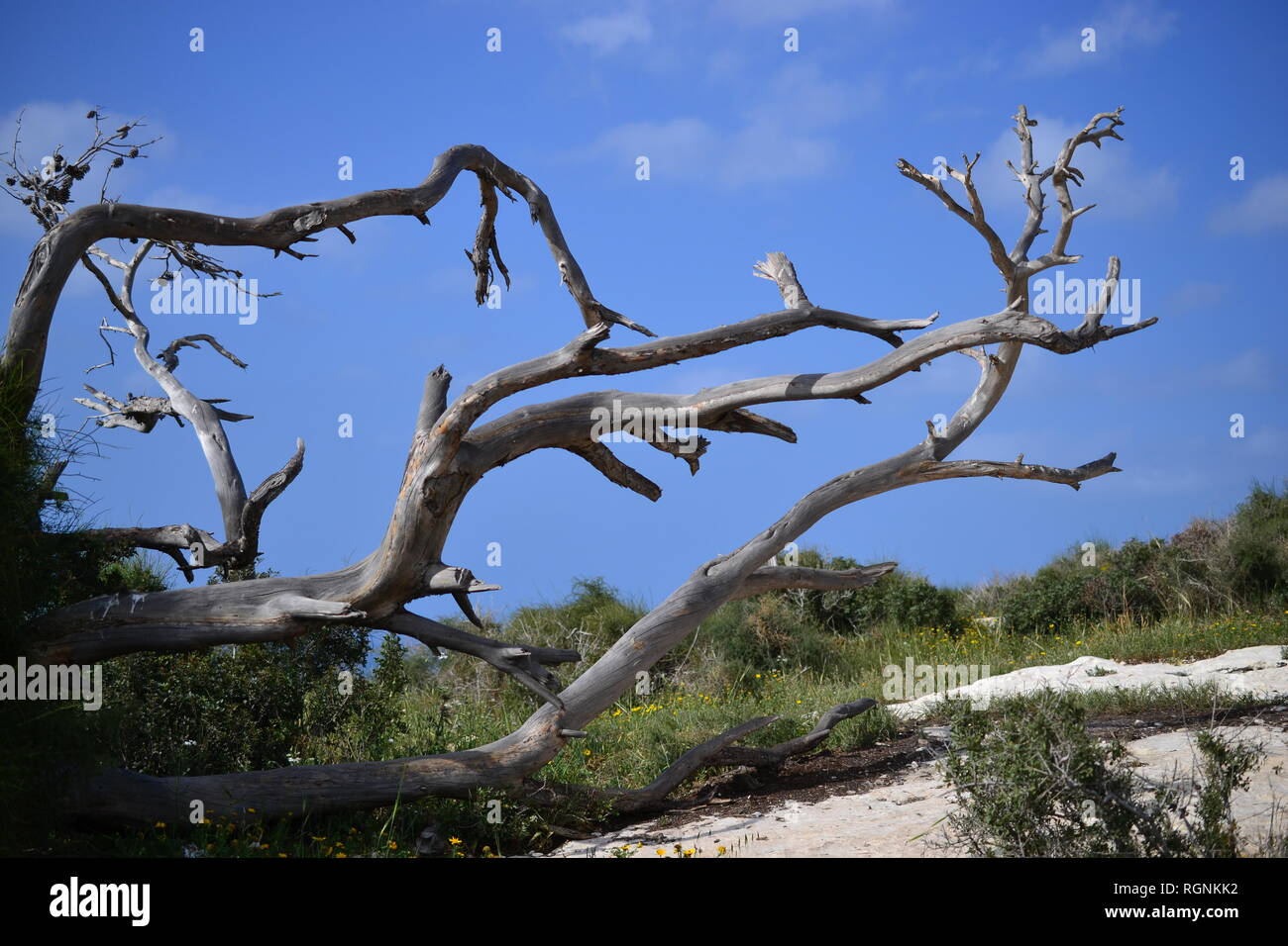 Hike to Stella Maris in Haifa in Spring- flowery path and holy family ...