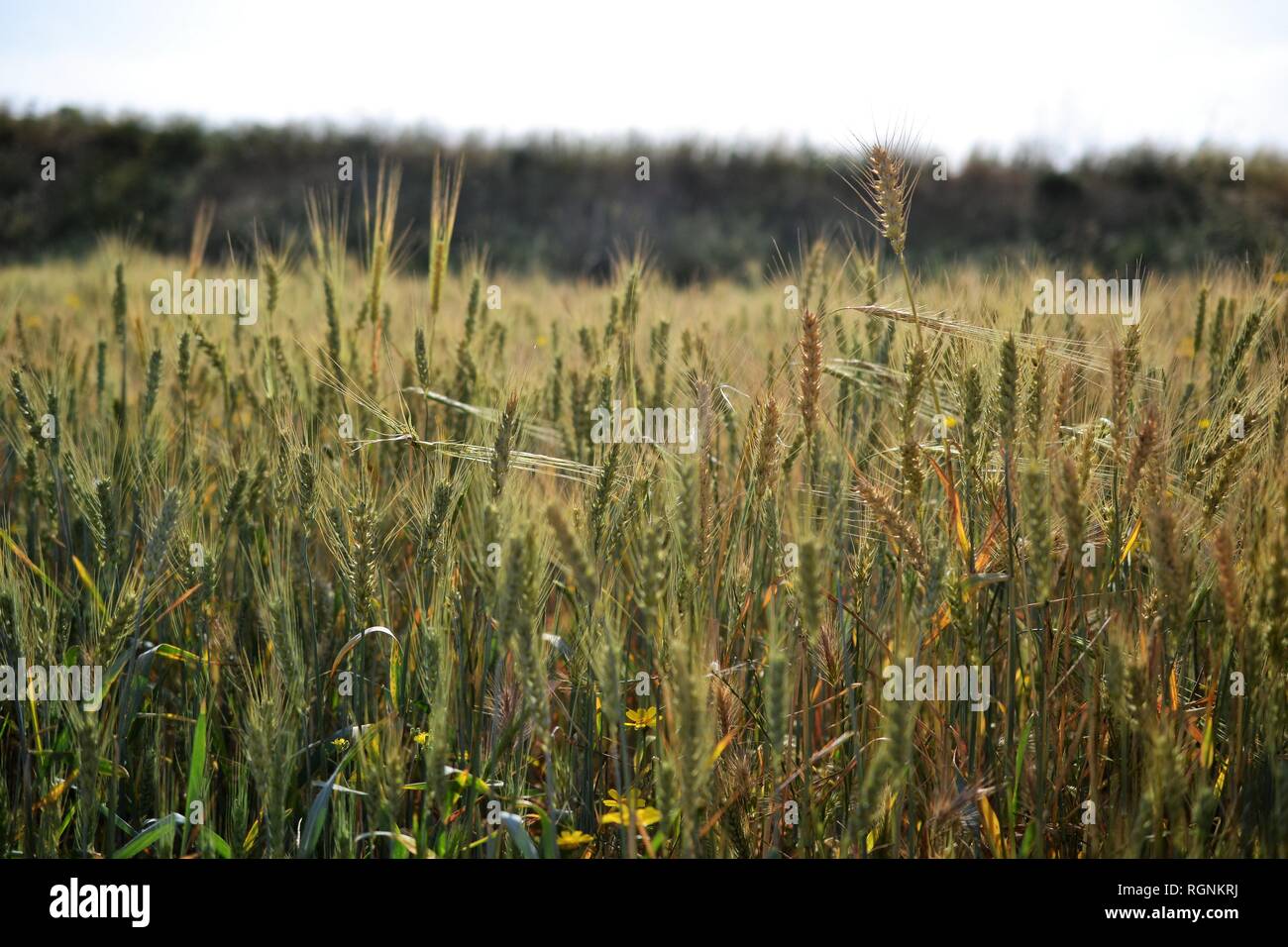 Jesus Trail Galilee High Resolution Stock Photography and Images - Alamy
