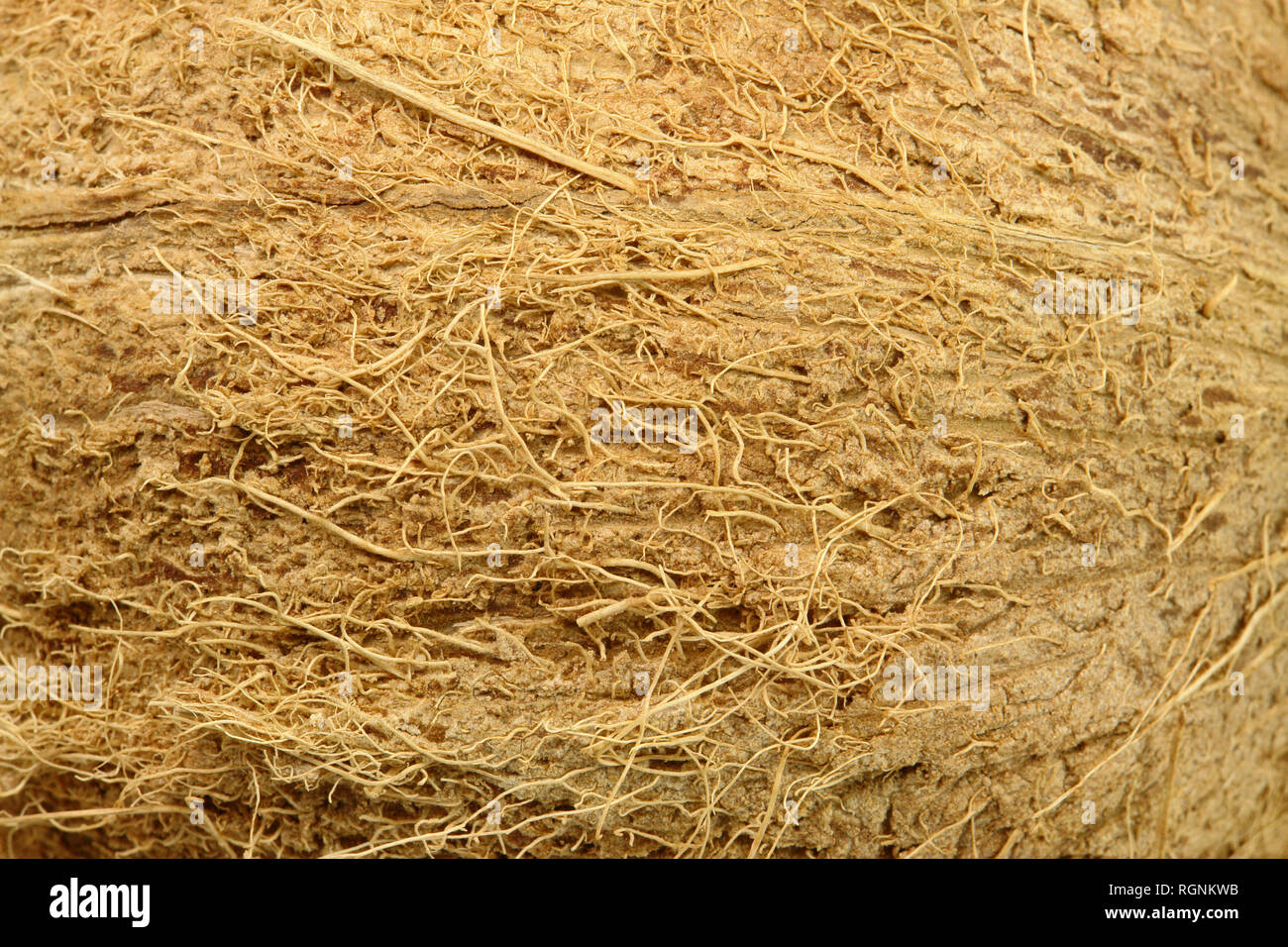Coconut Texture Close-up Stock Photo - Alamy