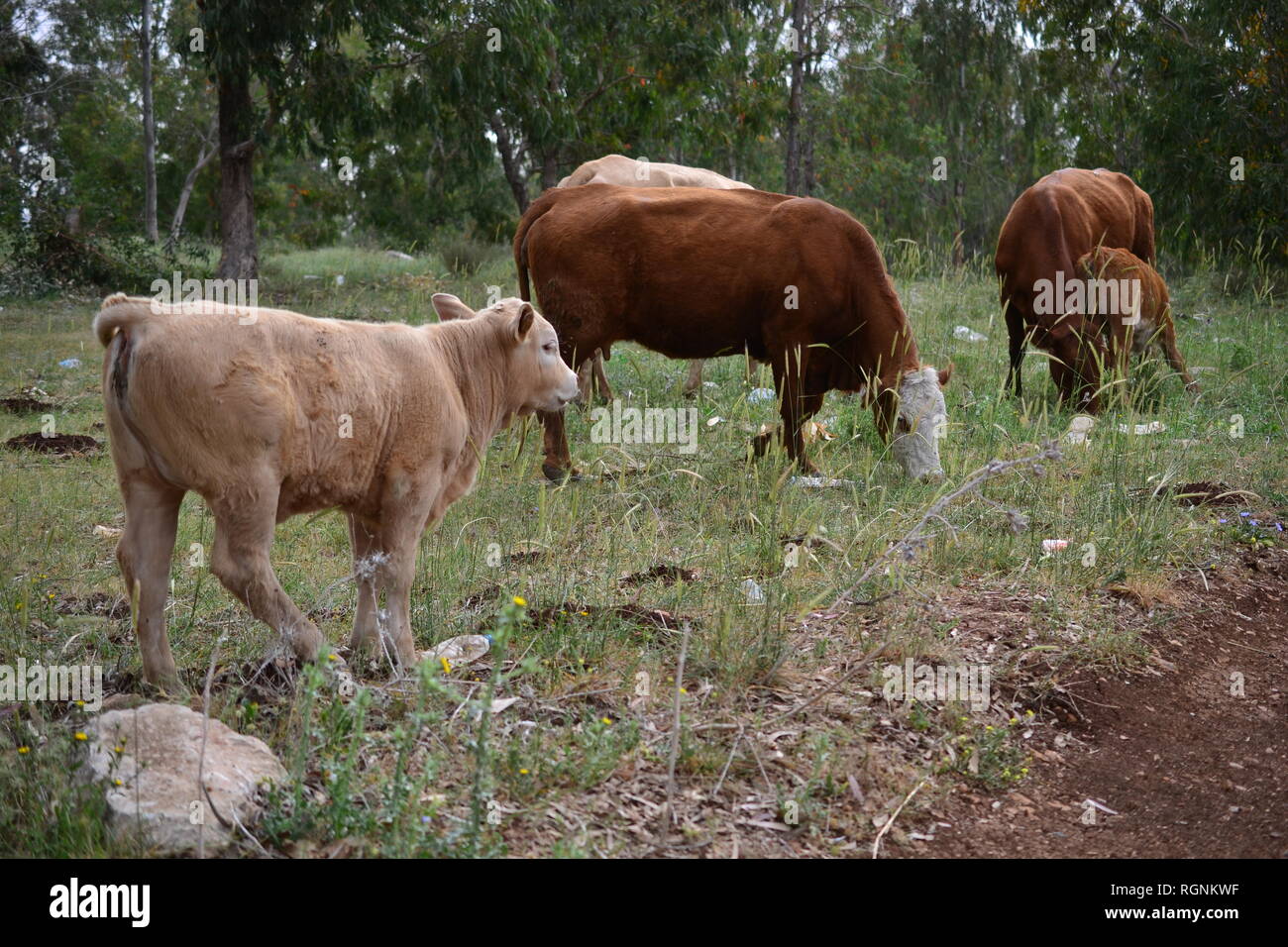 Nazareth jesus israel trail hi-res stock photography and images - Alamy