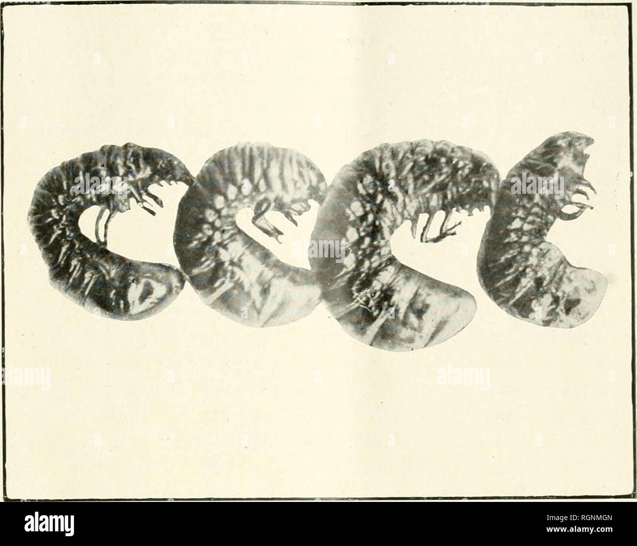 Bacterial division hi-res stock photography and images - Alamy