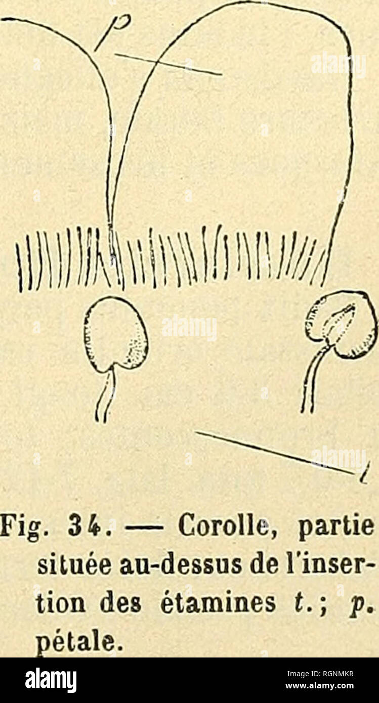Fleur de corolle hi-res stock photography and images - Alamy