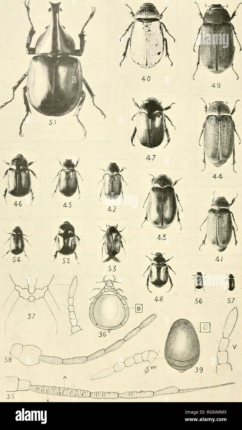 Brisbane insects hi-res stock photography and images - Alamy