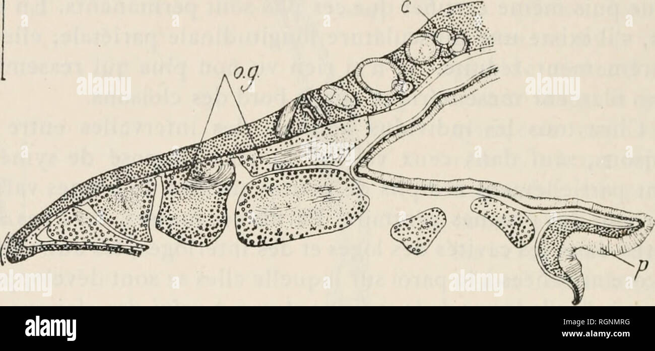 Protandrie hi-res stock photography and images - Alamy
