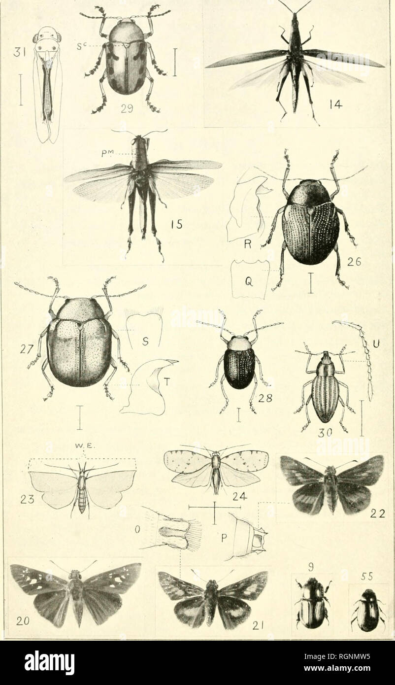 Brisbane insects hi-res stock photography and images - Alamy