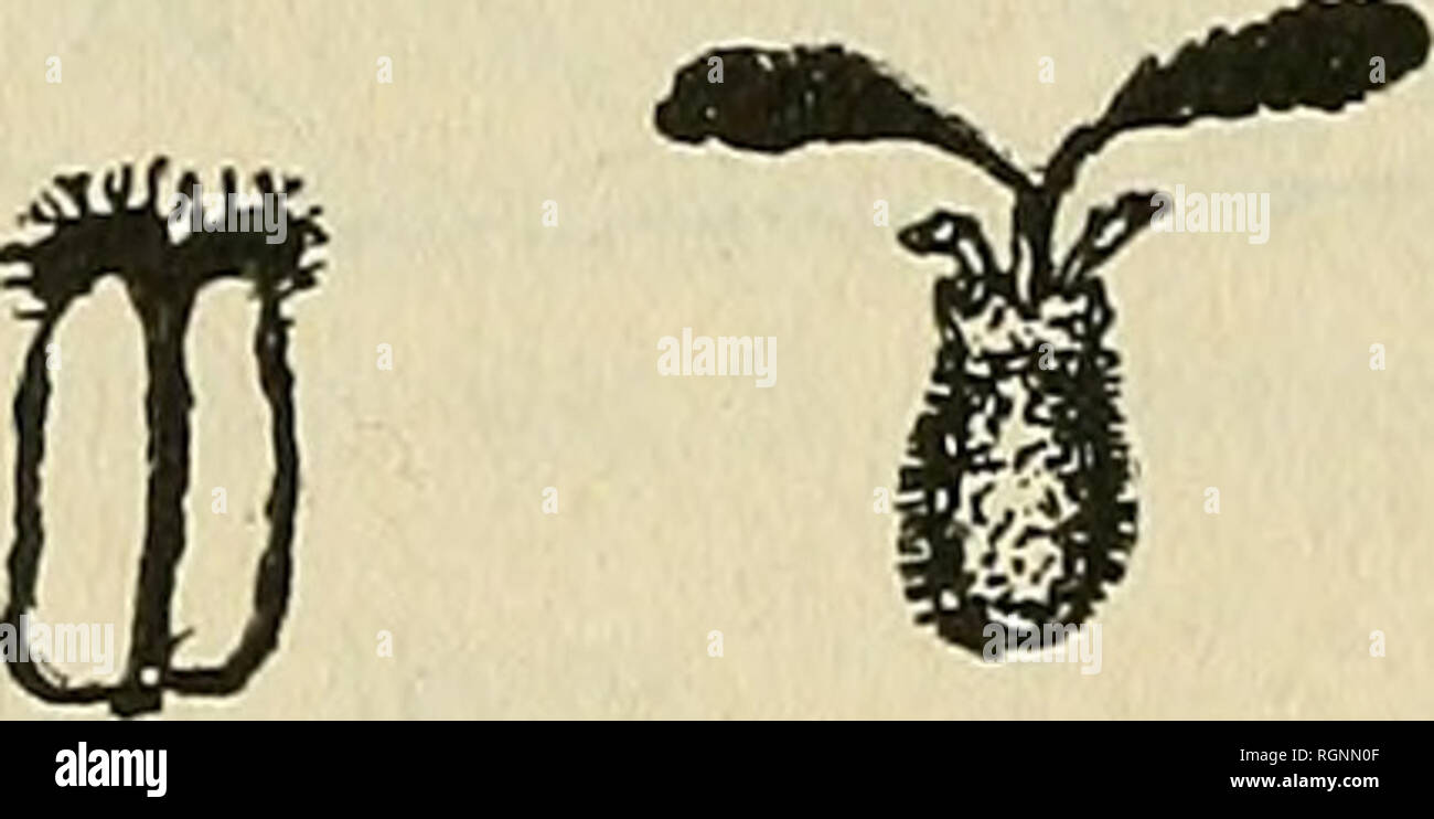 Fleur femelle hi-res stock photography and images - Alamy