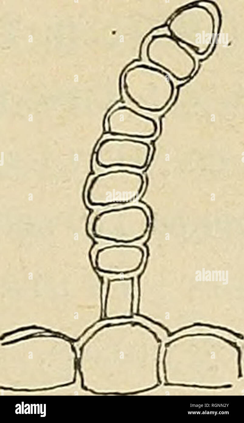 . Bulletin de l'Herbier Boissier. Plants. (51) HANS HALLIER ...