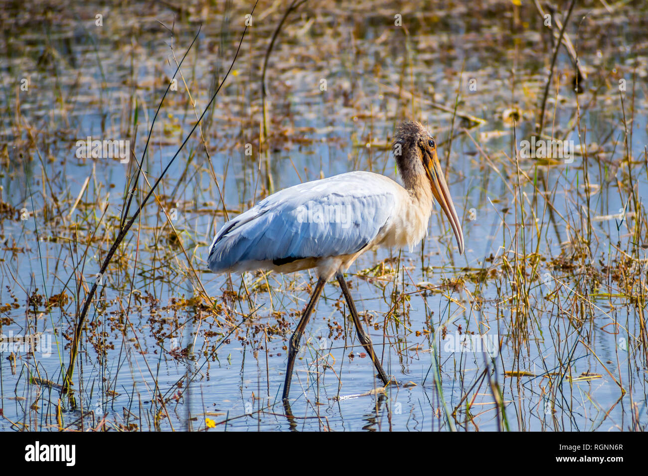 A white Wood Stork in Everglades National Park, Florida Stock Photo - Alamy