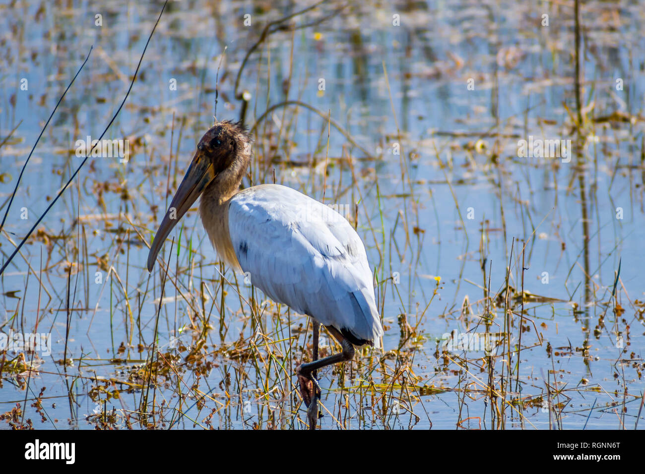 A white Wood Stork in Everglades National Park, Florida Stock Photo - Alamy
