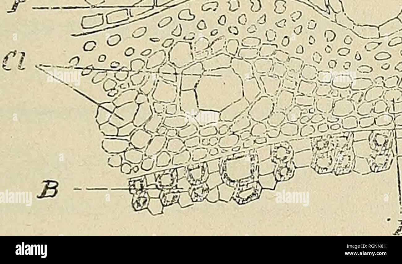 Collenchyma tissue hi-res stock photography and images - Alamy