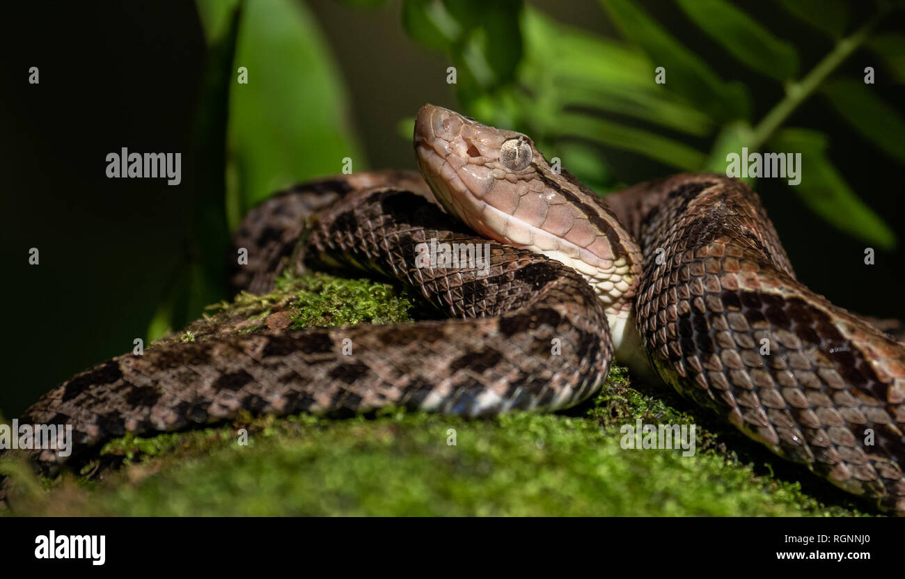 Snake in Costa Rica Stock Photo - Alamy
