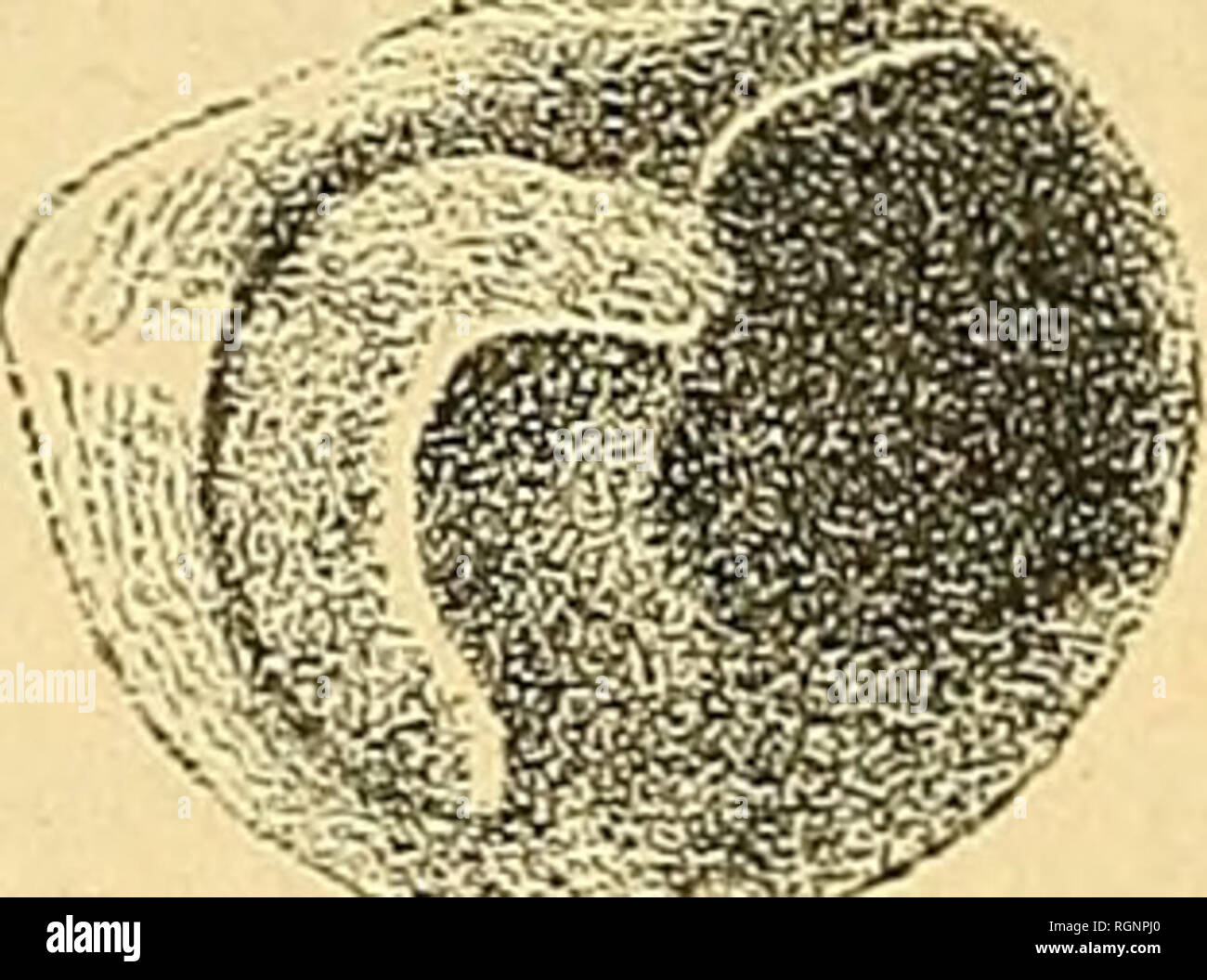 . Bulletin de la SociÃ©tÃ© gÃ©ologique de France. Geology. 272 F. PRIEM ...
