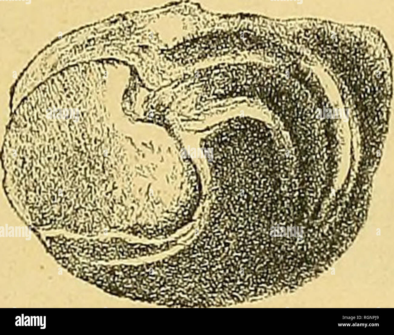 Gemmoides hi-res stock photography and images - Alamy